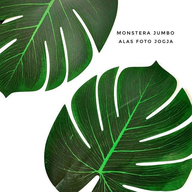 Hoja Monstera sin tallo | Shopee México