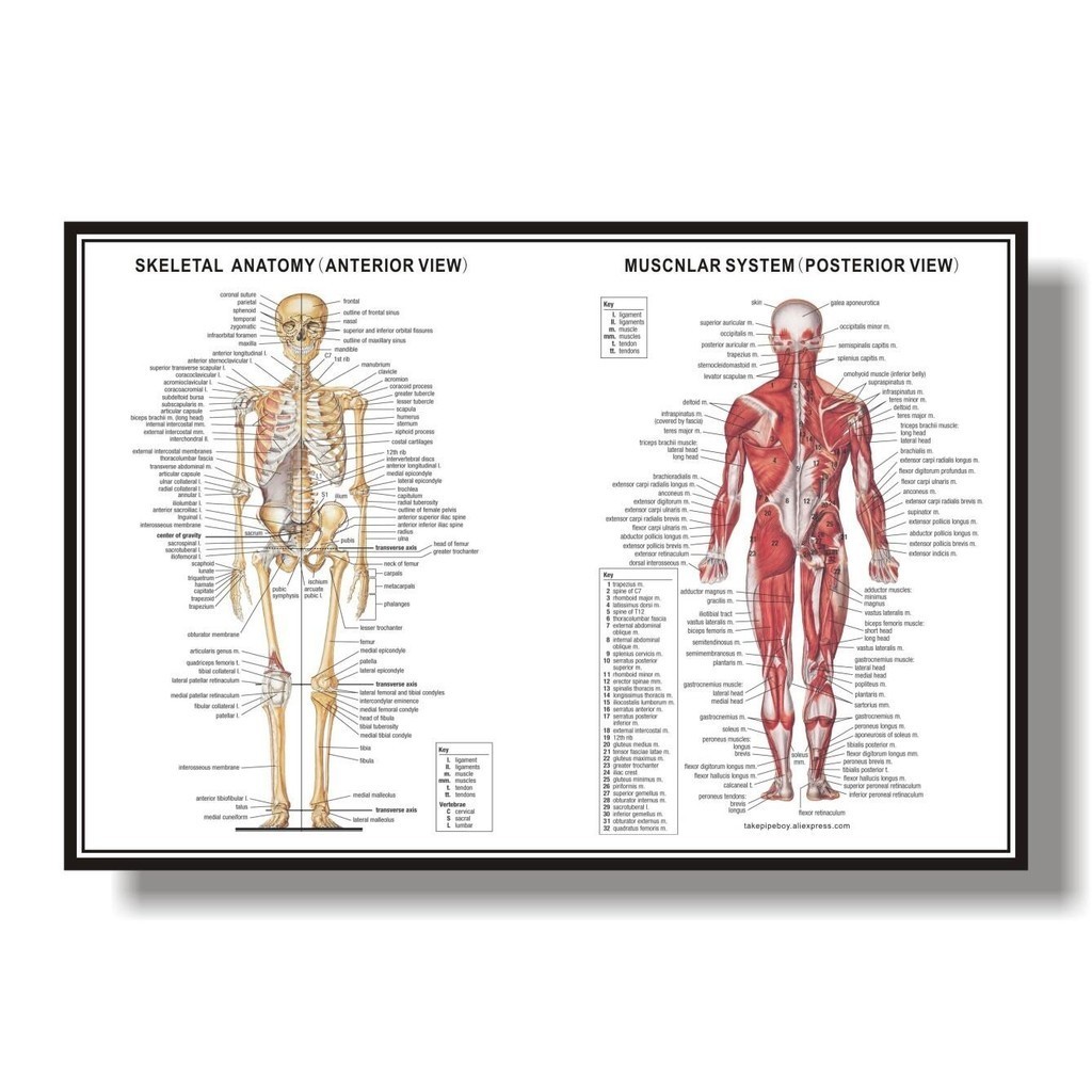 Esqueleto Sistema Muscular Póster Anatómico Tabla Anatómica Cuerpo ...