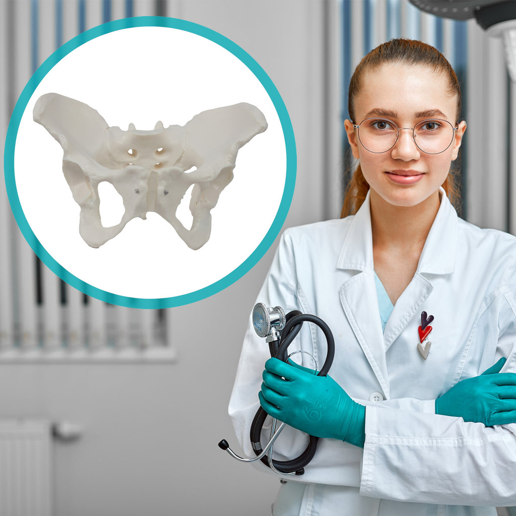 Modelo De Pelvis Femenino Flexible Anatomía Esqueleto Pélvico Médico | Shopee México