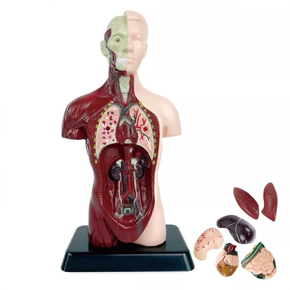 Medicals Torso Human Body Model 6 Parts Anatomy Doll PVC Education ...