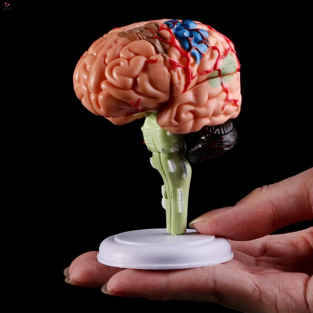 Modelo De Cerebro Anatómico Humano Educativo Realista Estructura ...