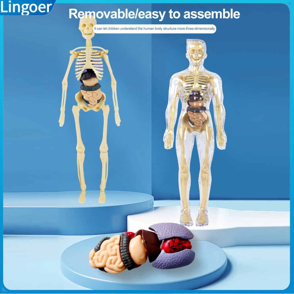 Lingoer | Juguete De Estructura Esquelética Humana Modelo De Cuerpo ...