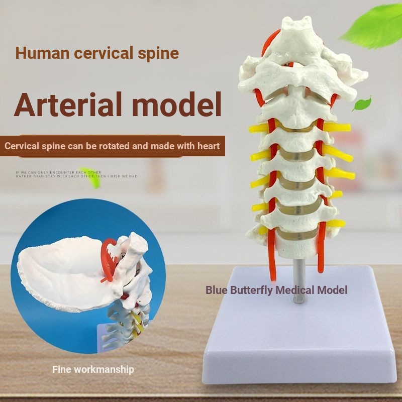 Modelo De Columna Vertebral Humana De Buena Calidad Para Adultos A ...